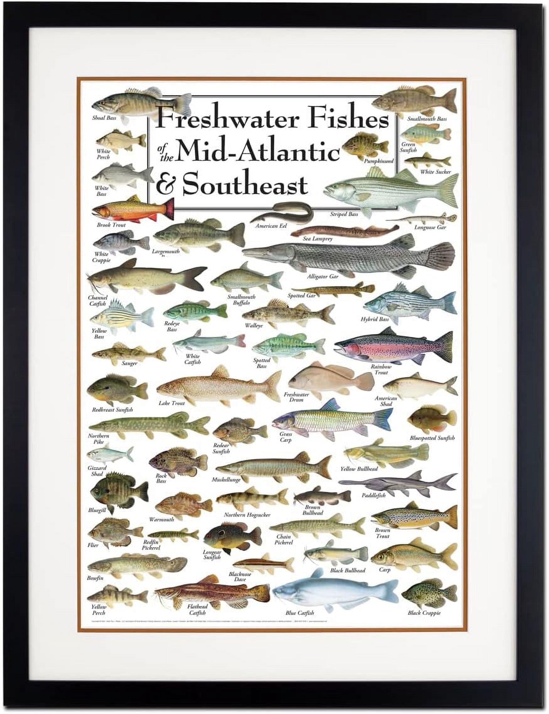 AEFER Freshwater Fishes of the Mid-Atlantic & Southeast - Double-matted ...