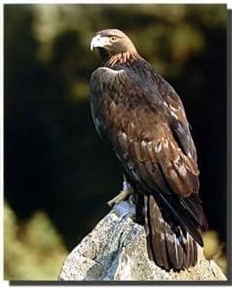 AEFER Golden Bald Eagle Bird Wildlife Animal Home Wall Decor Art Print ...