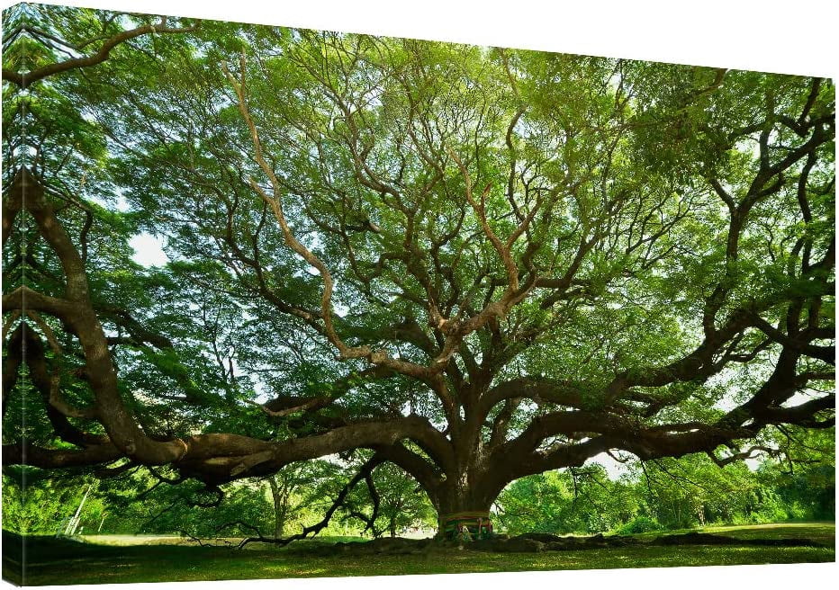 AEFER Green Big Tree Canvas Wall Art -Nature Tree Art Wall Decor for ...