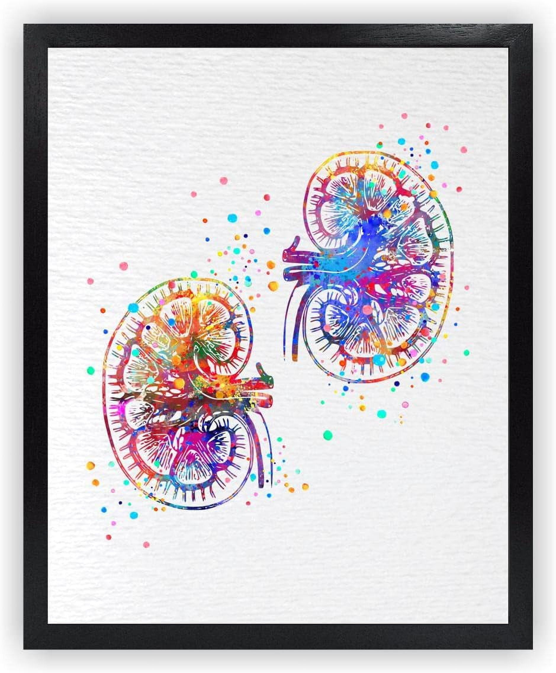 AEFER Kidney Human Organs Anatomy Clinic Science Illustration Medical ...