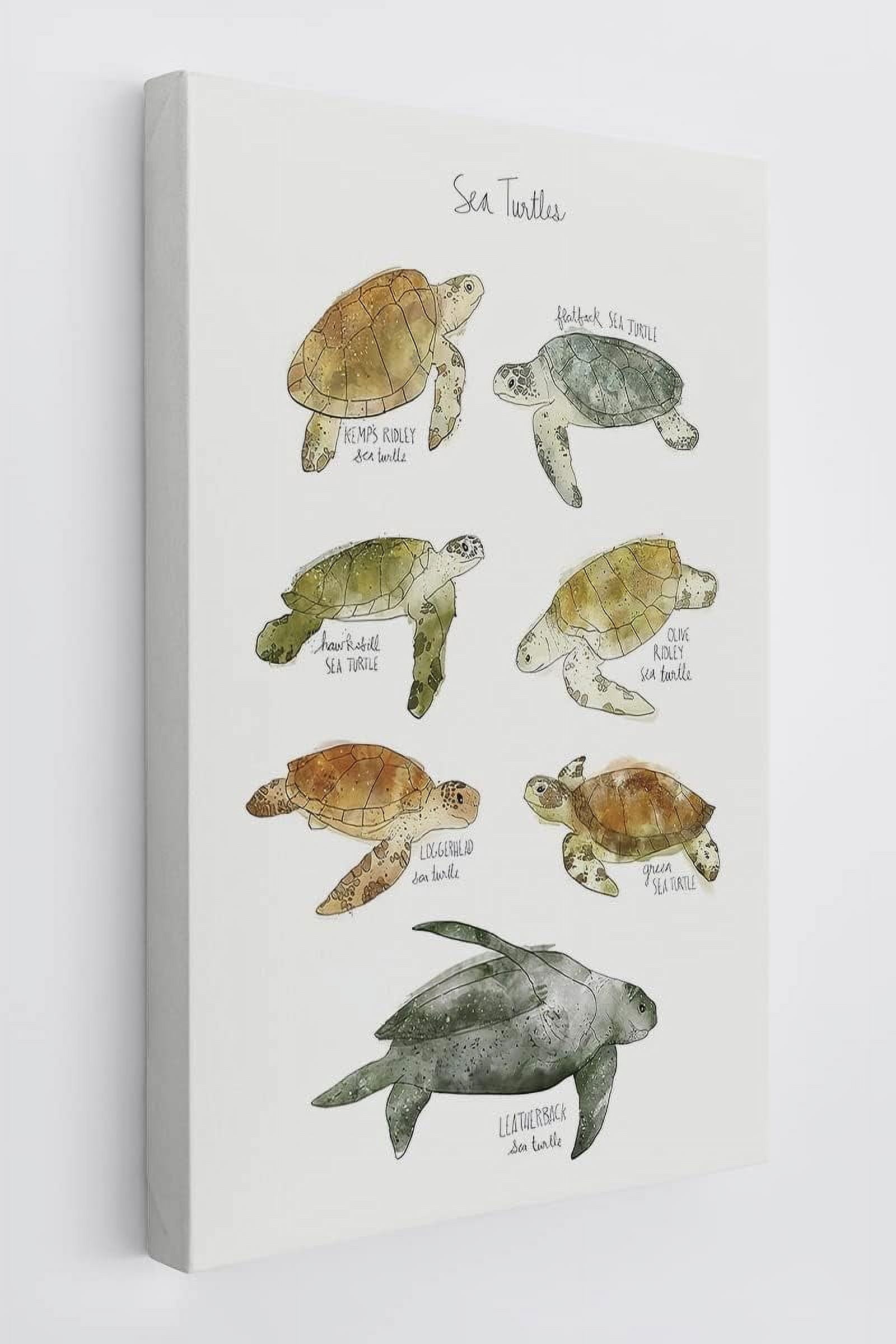 AEFER Ocean Animal Watercolor Sea Turtle Educational Chart Wall Art Canvas Farmhouse Sea Turtle ...