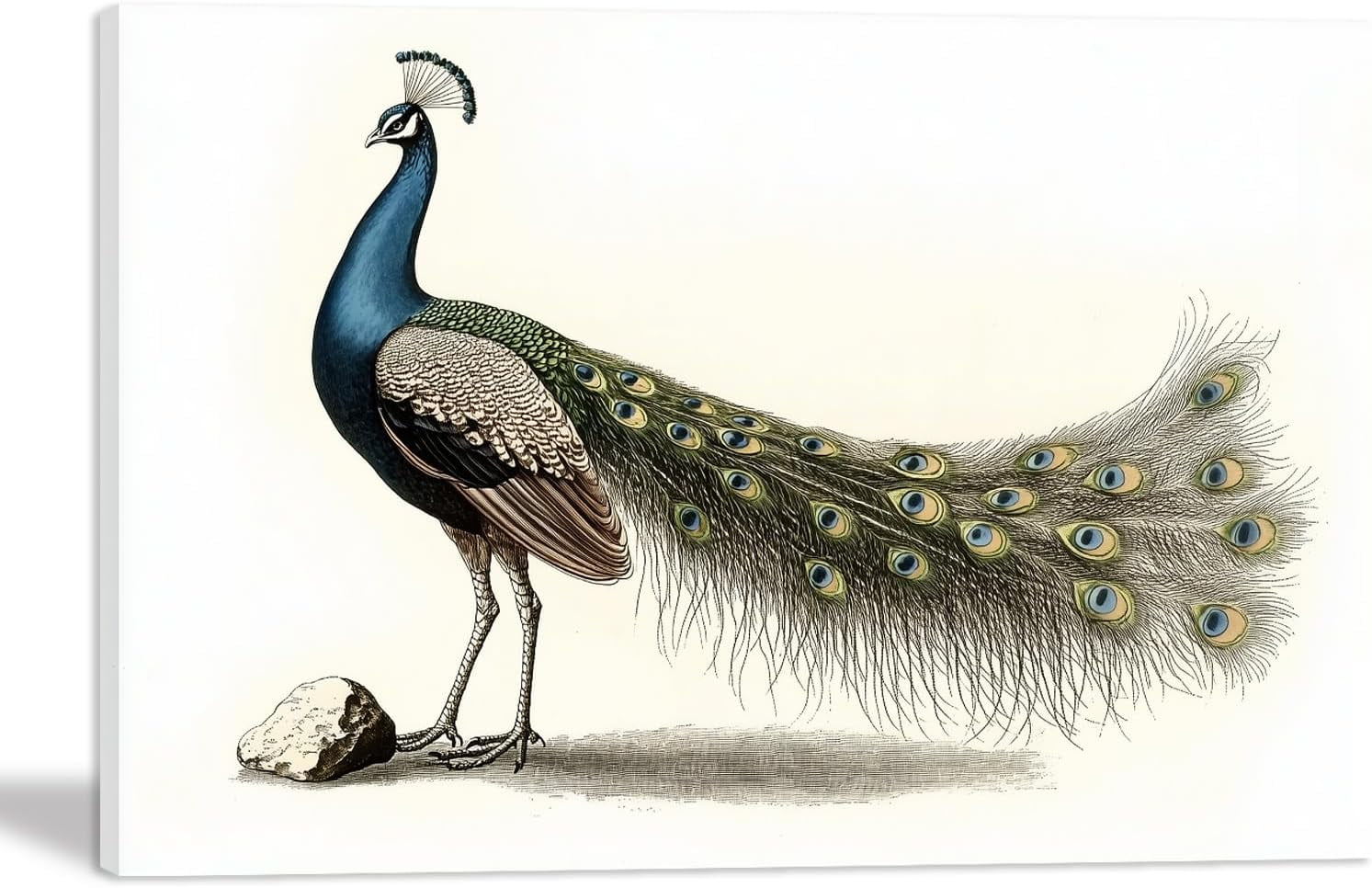 AEFER Peacock Canvas Wall Art - Peacock Portrait Painting Poster Modern ...