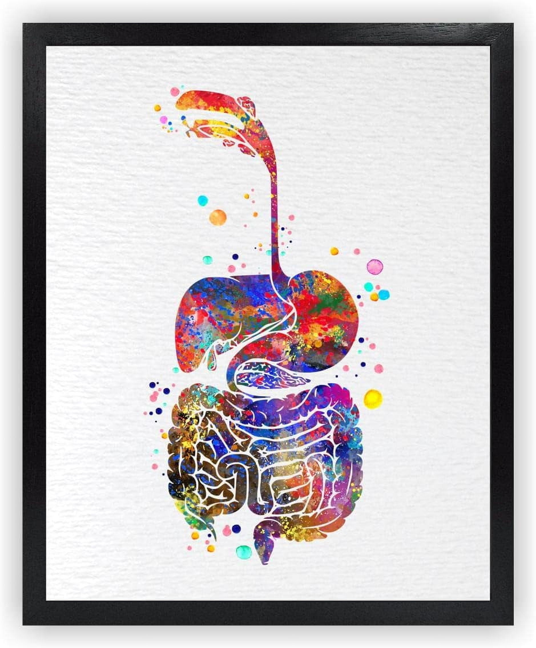 AEFER-Poster-Digestive-System-Human-Anatomy-Medical-Art-Science-Doctor ...