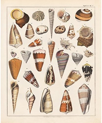 AEFER-Poster-Poster-Print-Art-Seashell-Conch-Whelk-Sea-Snail-Shell ...