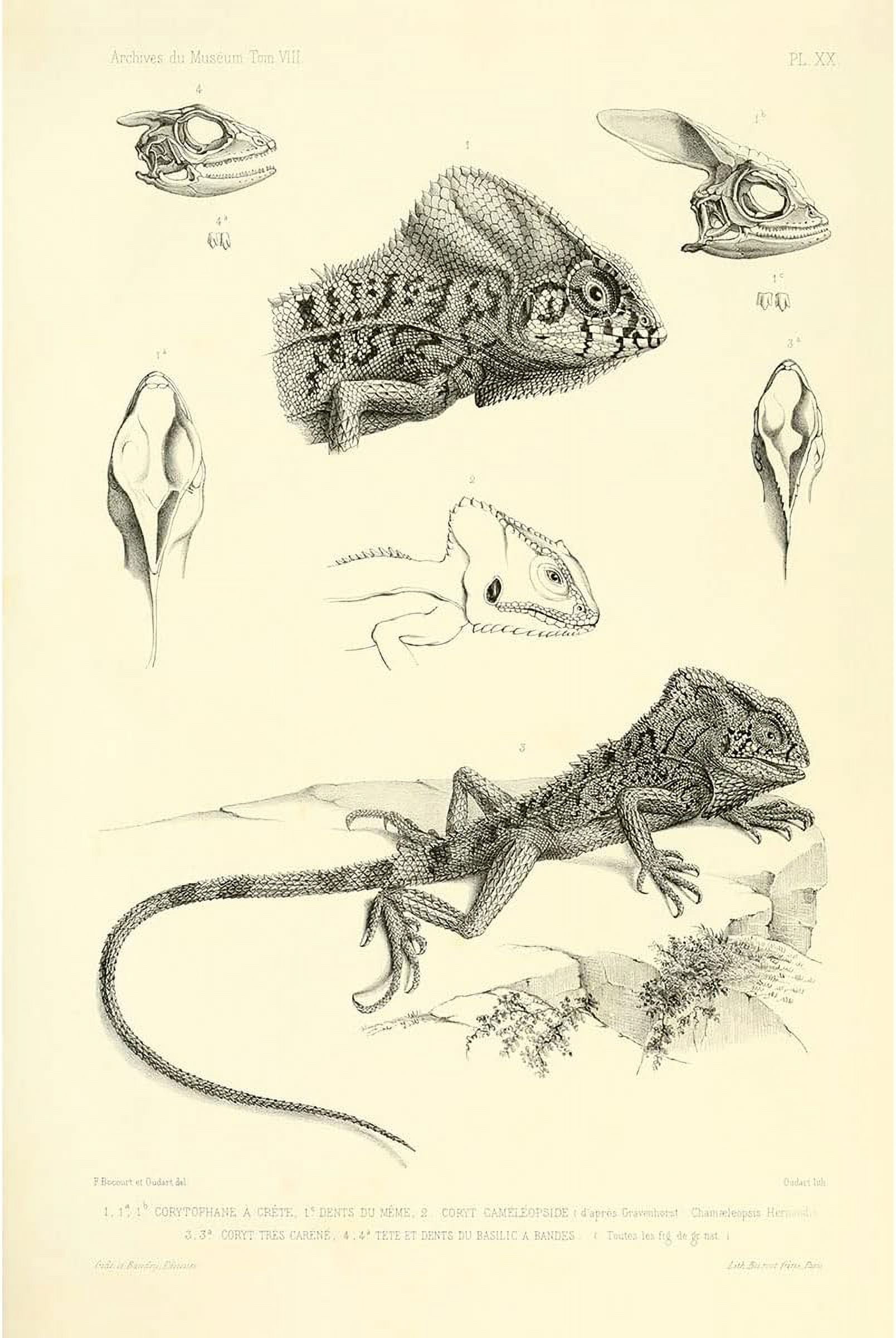 AEFER Poster Print Lizard Reptiles Educational Illustration Animal ...