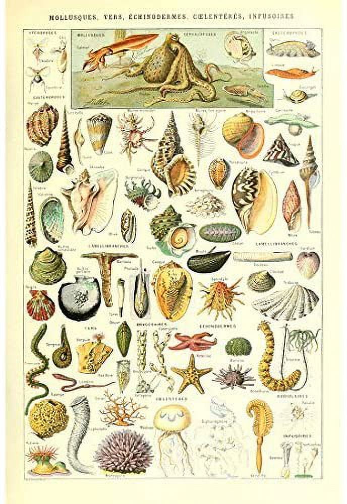 AEFER-Poster-Seashell-Poster-Print-Sea-Creature-Marine-Life-Collection ...