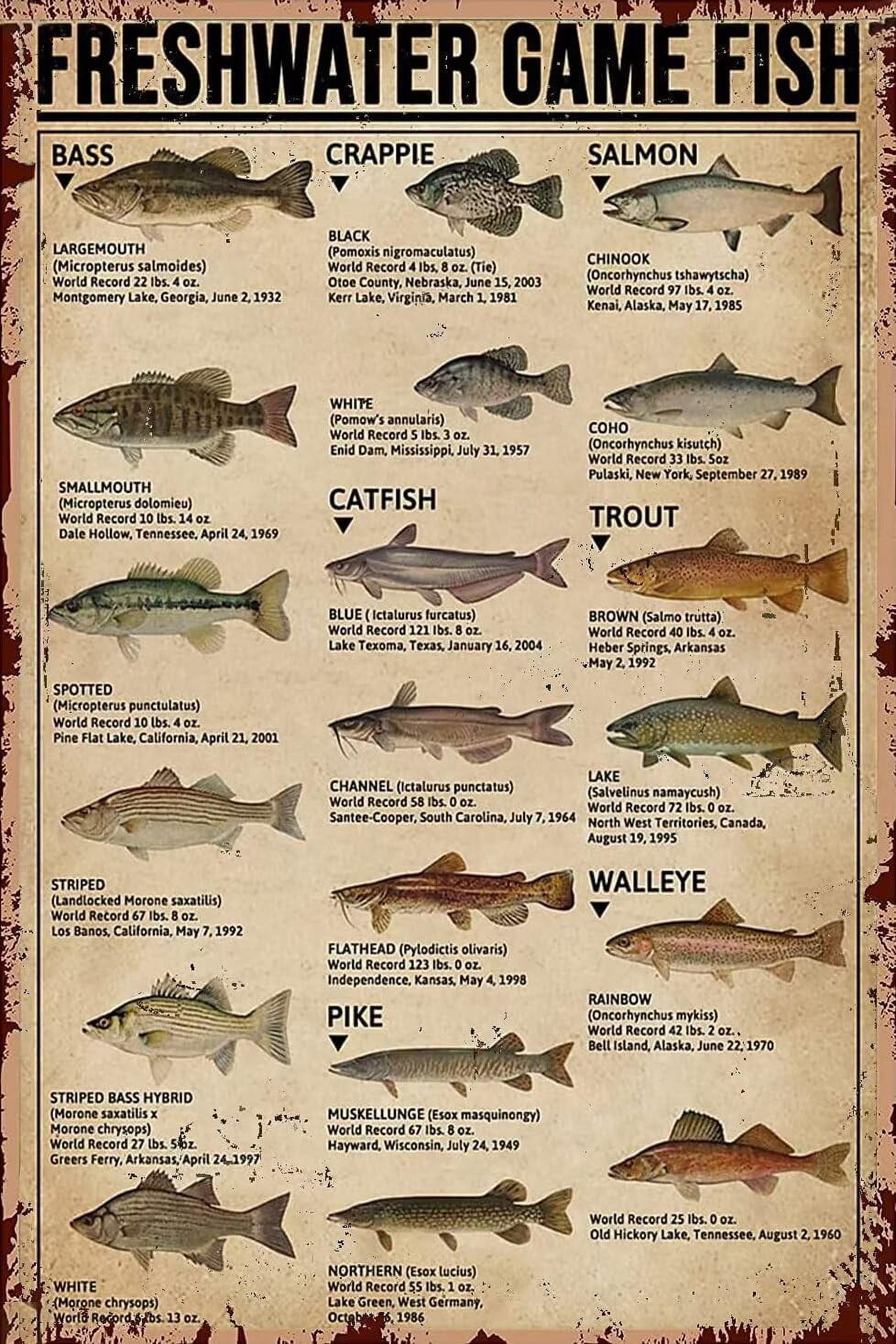 AEFER Retro Fishing Paintings Canvas Wall Art Types Of Saltwater Fish ...