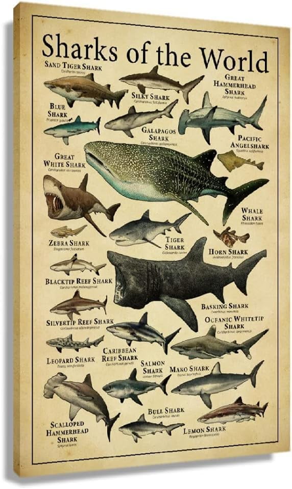 AEFER Shark Wall Art Poster Vintage Knowledge Aesthetic Prints Giclee ...