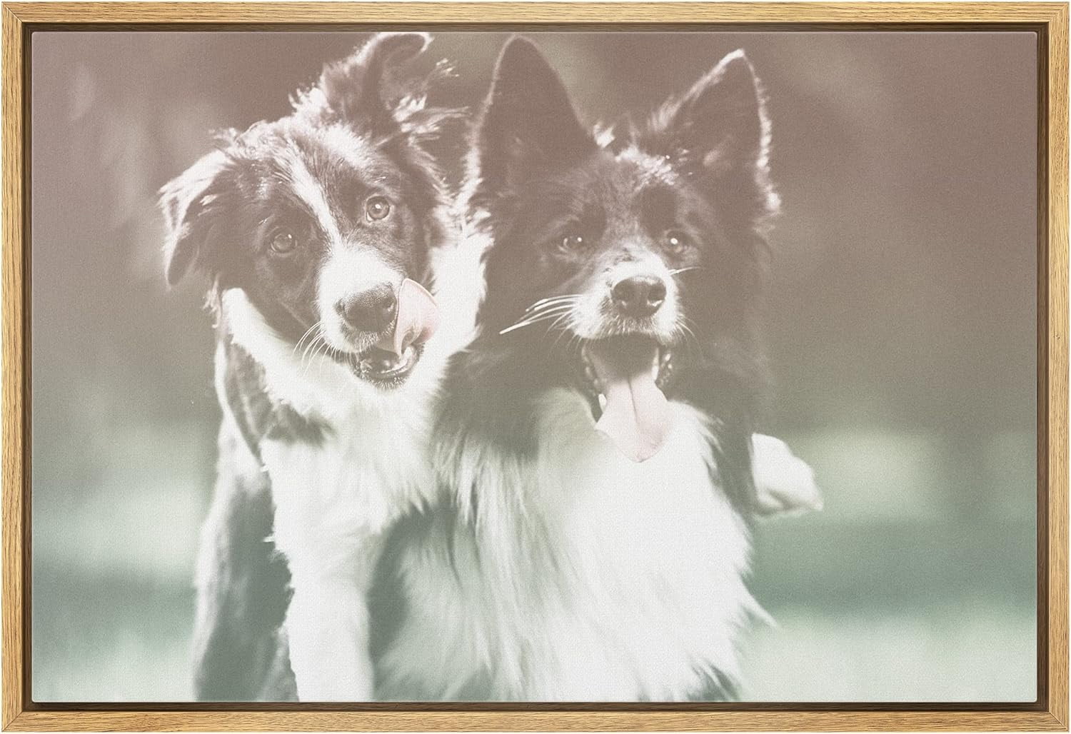 AEFER Unframed Canvas Print Wall Art Duotone Border Collie Dog Duo at The Park Animals ...