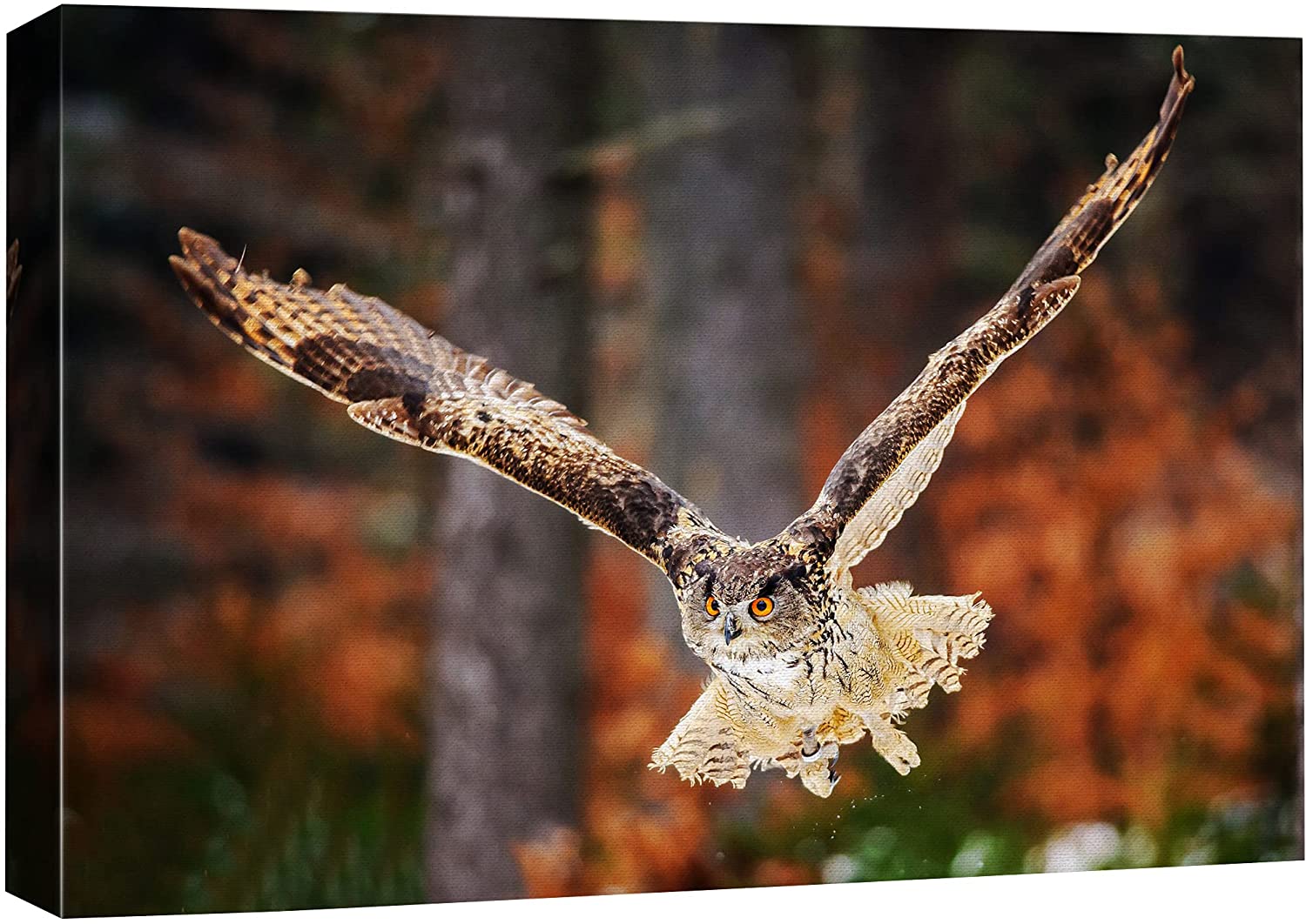 AEFER Unframed Wall Art Print Owl Flies in Autumnal Forest Animals Wildlife Photography Realism ...