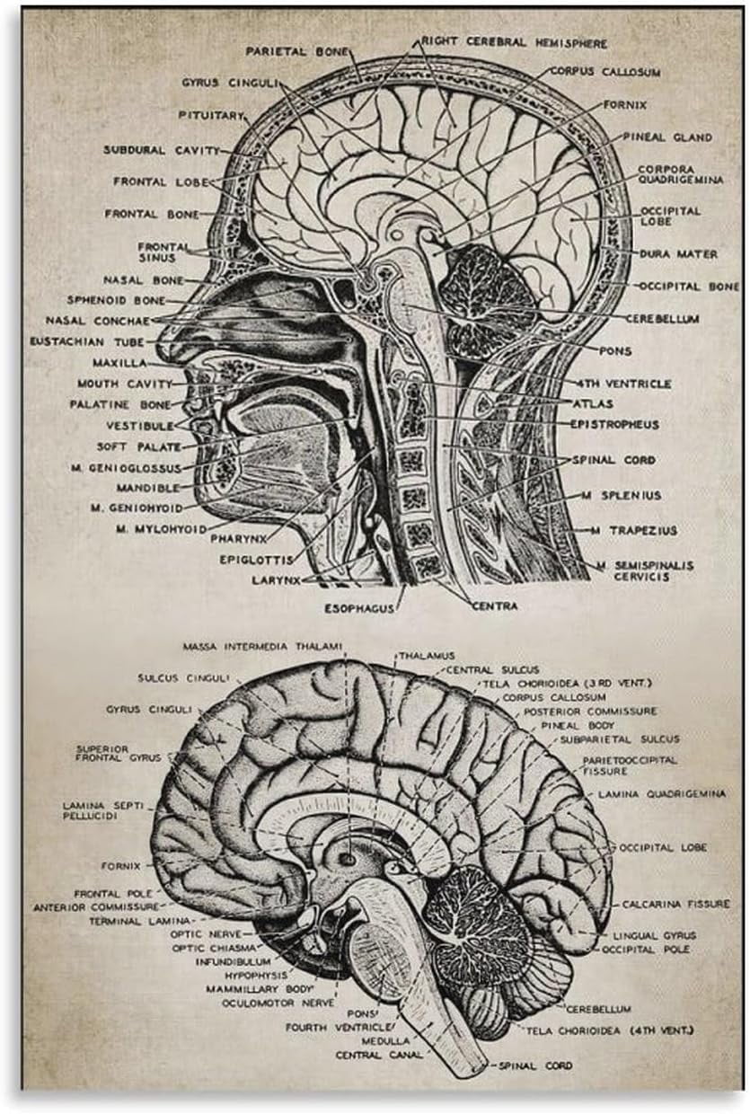 AEFER Vintage Brain Anatomy Poster Brain Knowledge Poster Decorative ...