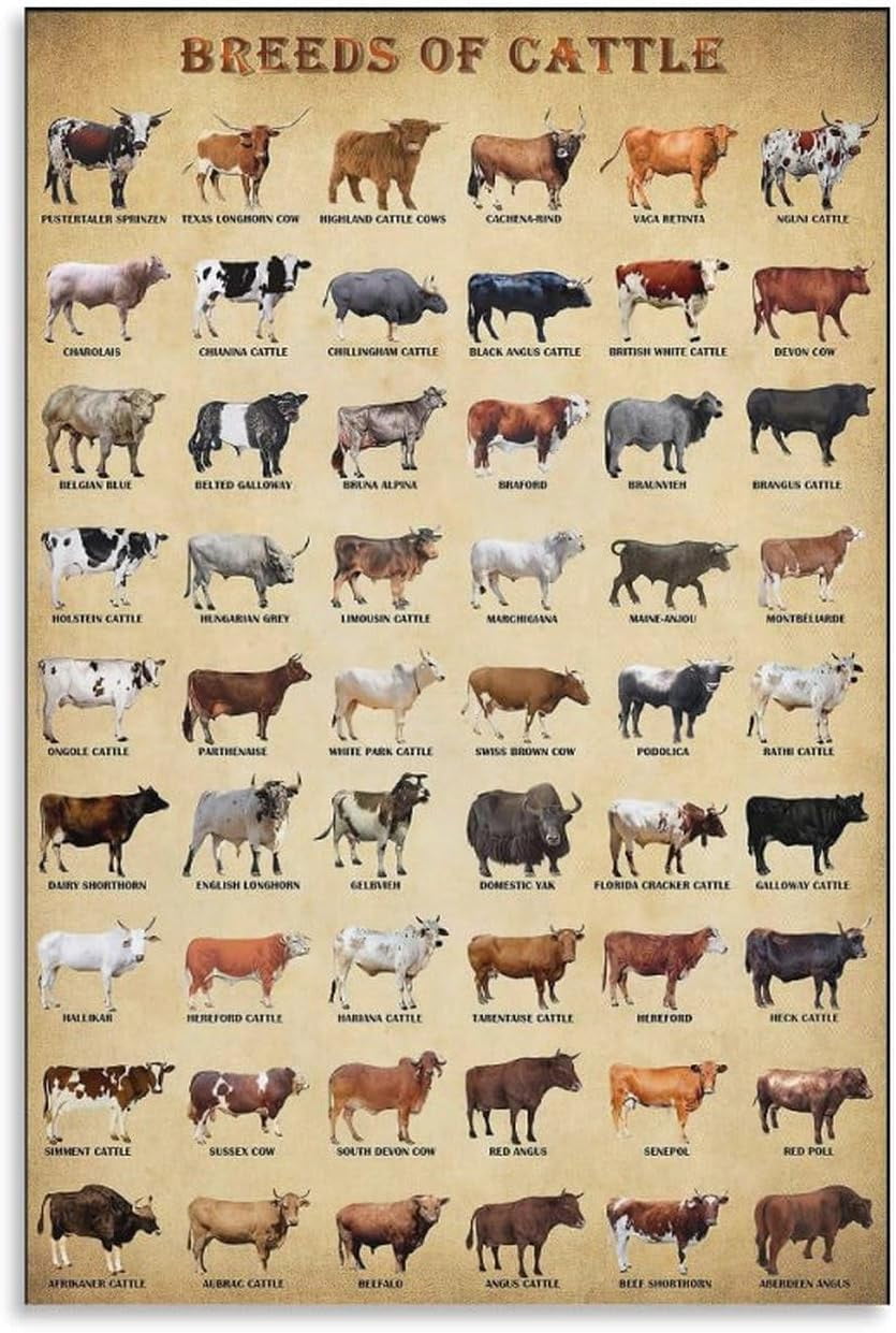 AEFER Vintage Cattle Poster Breeds of Cattle Poster Poster Decorative ...