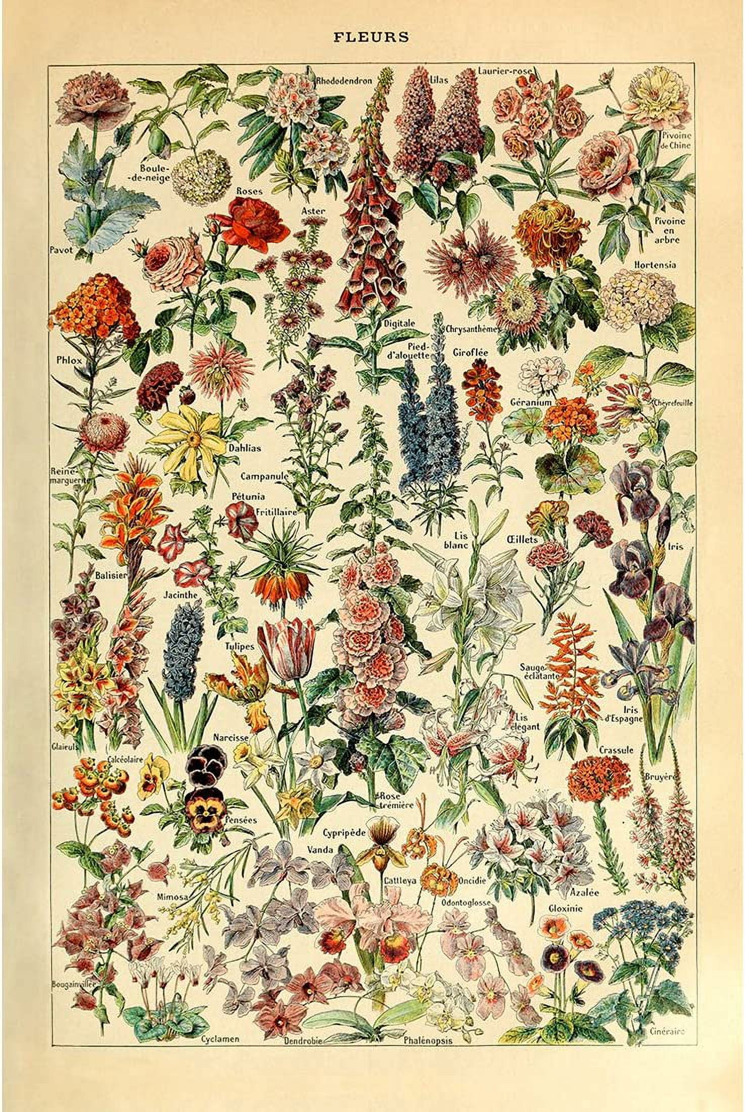 AEFER Vintage Poster Print Flower Floral Botanical Collections Garden ...