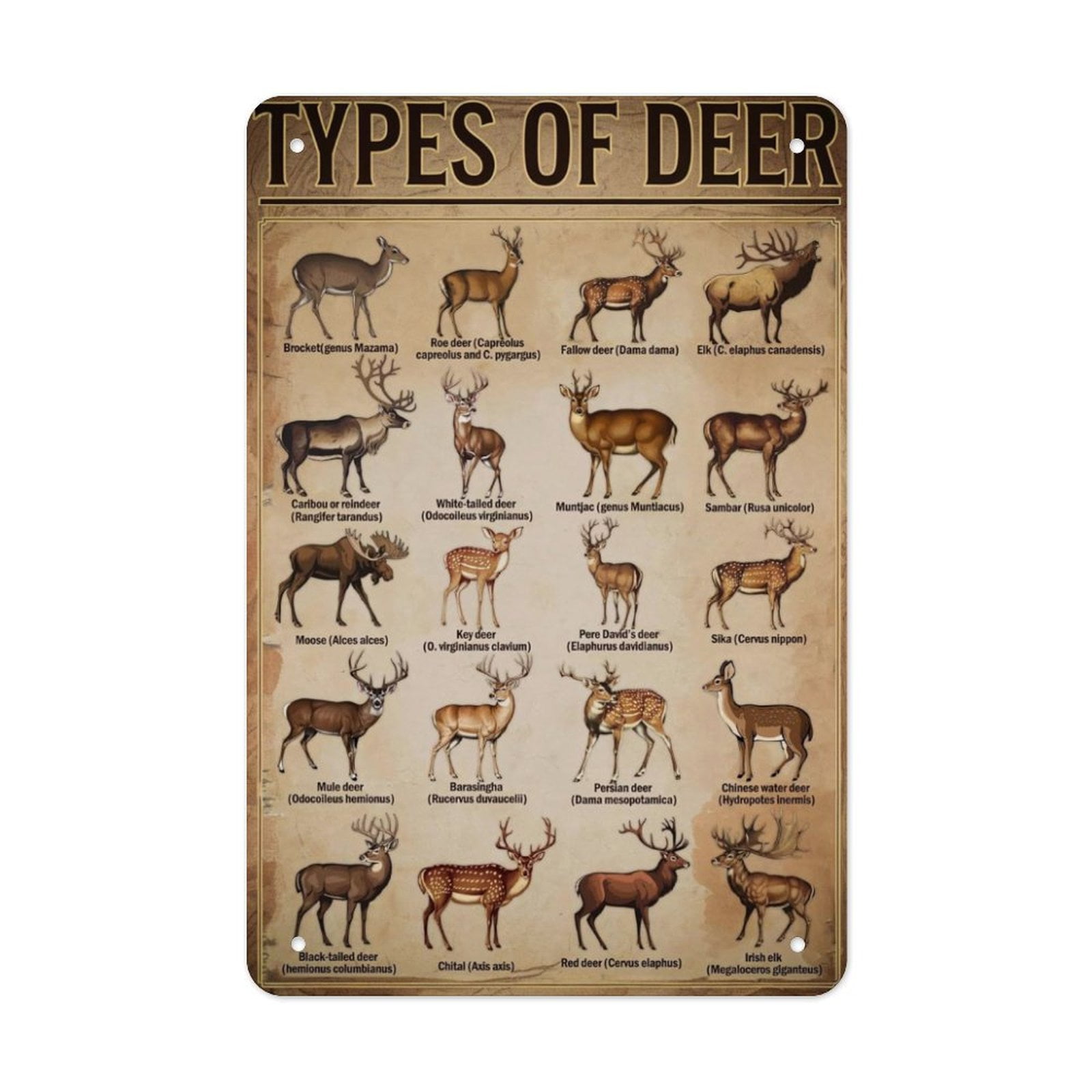 AEFER Vintage Rustic Types Of Deer Metal Signs Vintage Farmhouse Wall ...