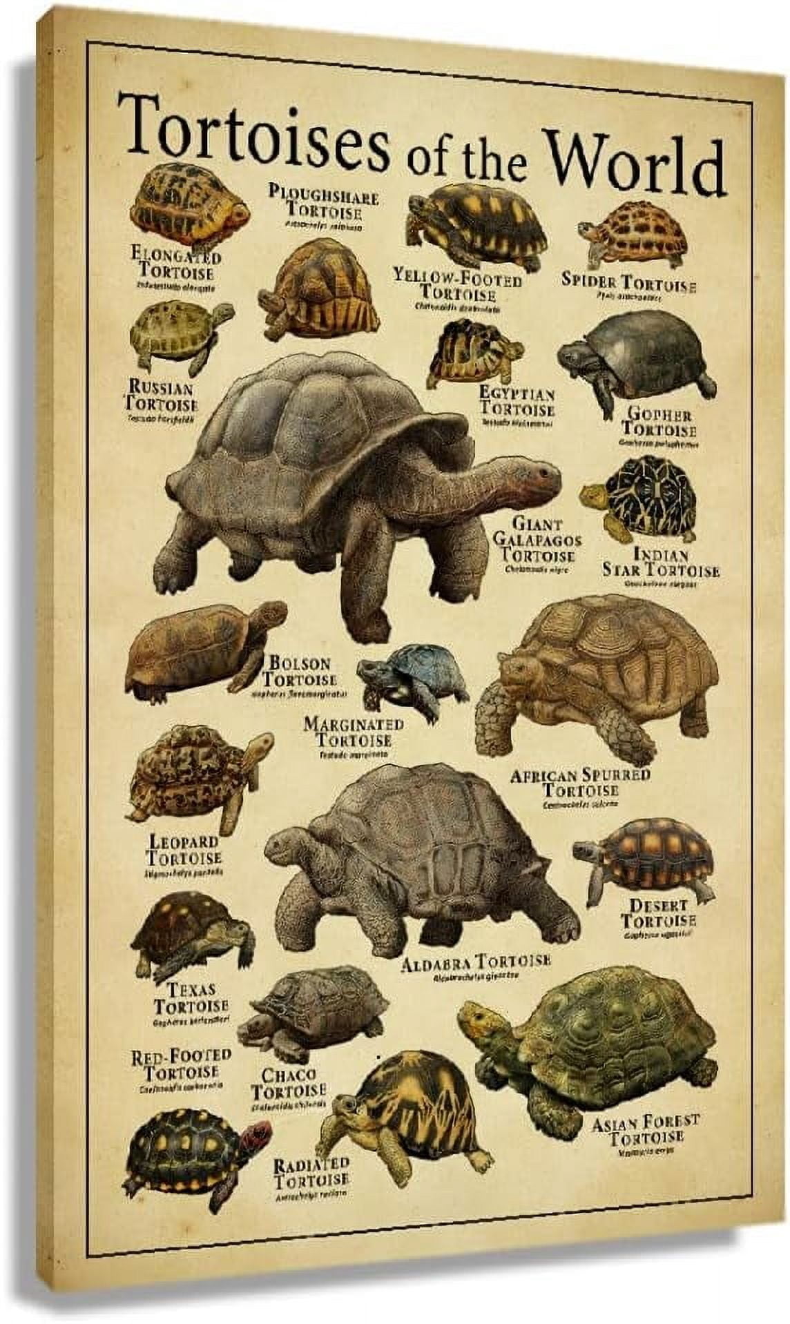 AEFER Vintage Tortoise Decor Poster Vertical Knowledge Education Canvas ...