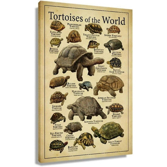 AEFER Vintage Tortoise Decor Poster Vertical Knowledge Education Canvas Giclee Artwork Picture ...