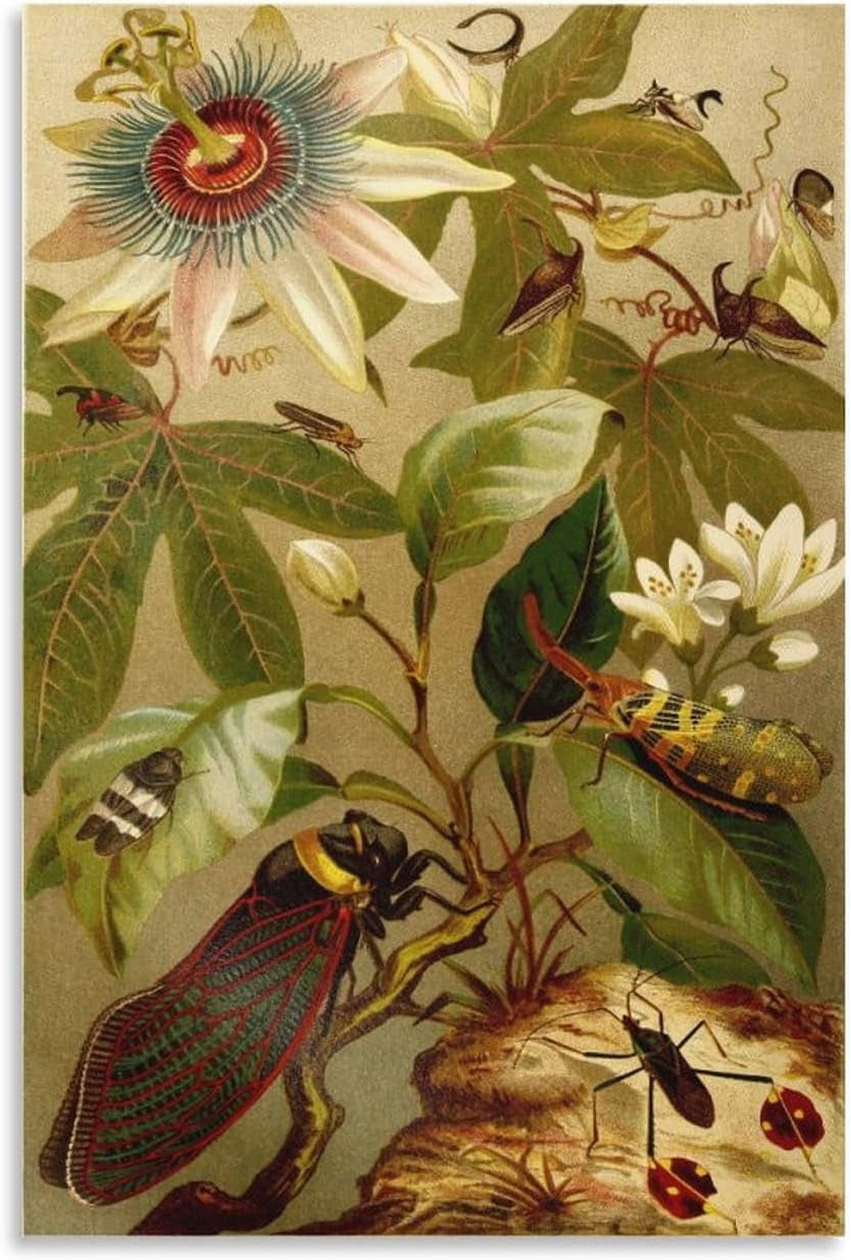 AEFER Vintage Victorian Illustration Cicada Plant Room Decor Aesthetics ...