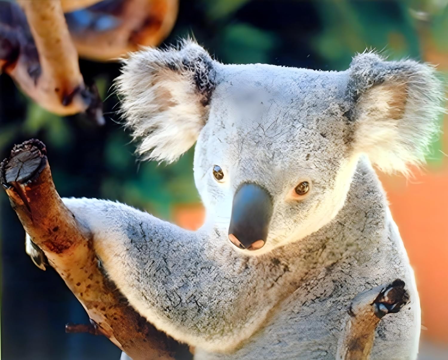 AEFER Wall Decor Koala Bear Holding a Tree Kids Room Art Print Poster Unframe: 20x24inch(50x60cm ...