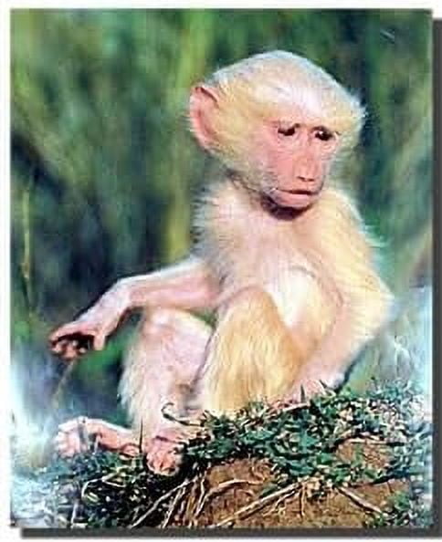 AEFER Wildlife Albino Olive Baboon Baby Monkey Animal Wall Decor Art ...