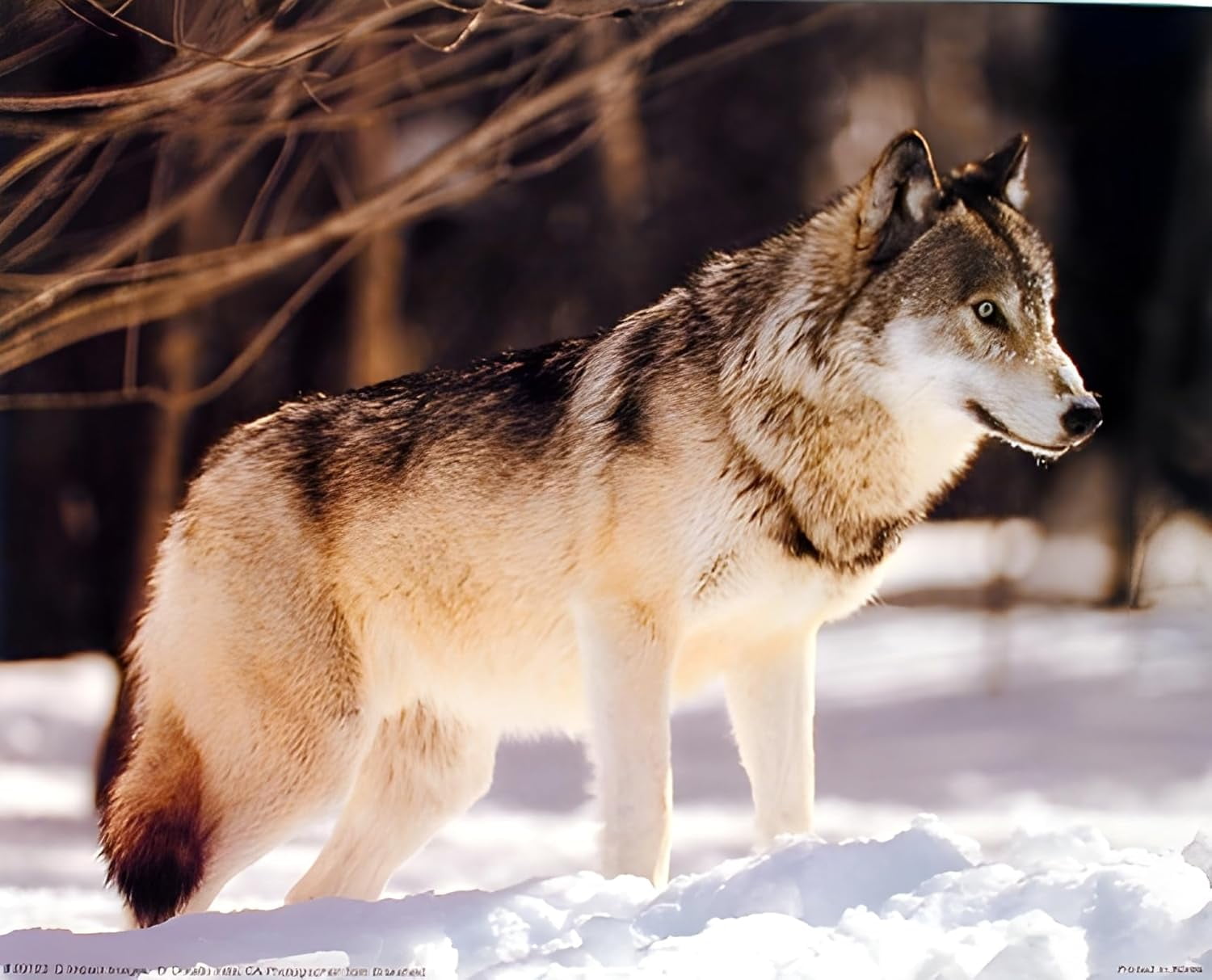 AEFER Wildlife Grey Wolf Animal Mammals in Snow Landscape Wall Decor ...