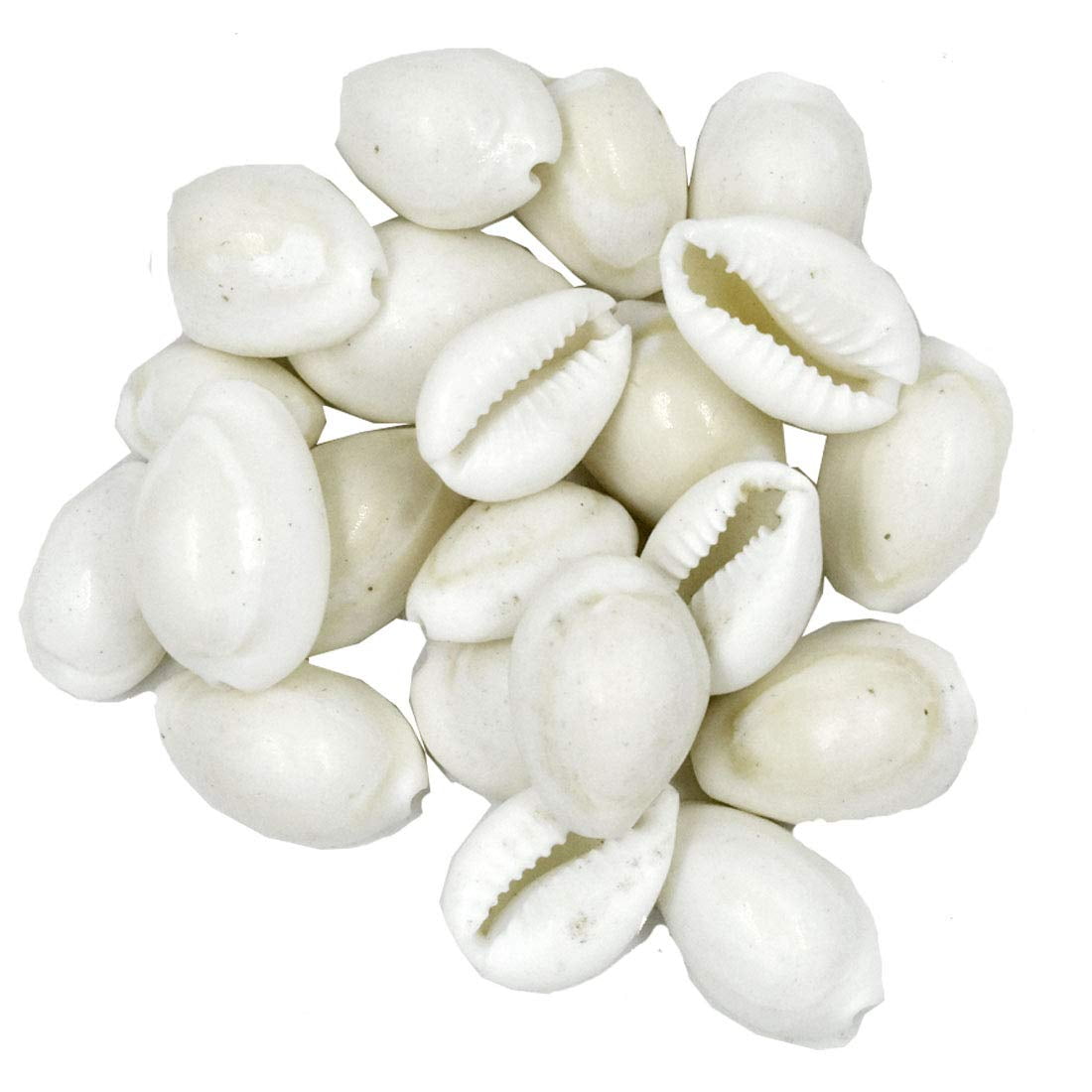 AFH Natural White KauriSafed KodiWhite Kaudi for Laxmi Pooja and Diwali ...