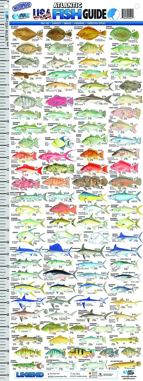 AFN AC5024 Atlantic Fish ID Ruler - Walmart.com