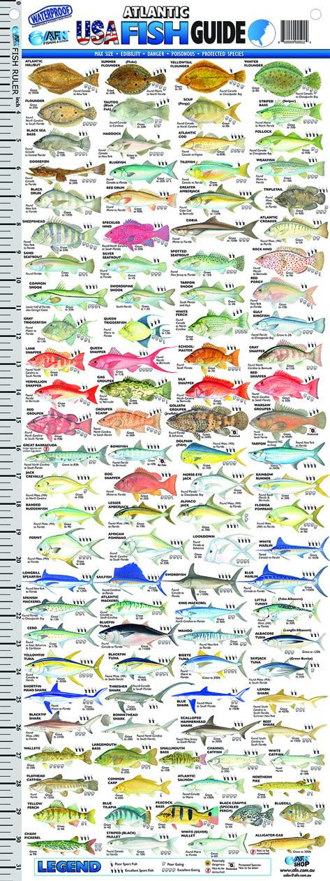 AFN AC5024 Atlantic Fish ID Ruler - Walmart.com