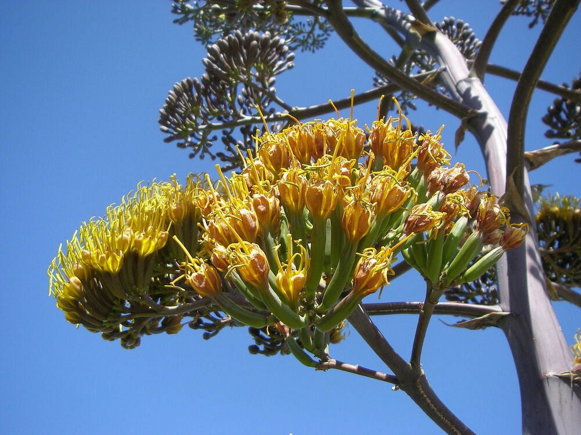 AGAVE PARRYI, rare succulent mescal century plant exotic garden seed ...