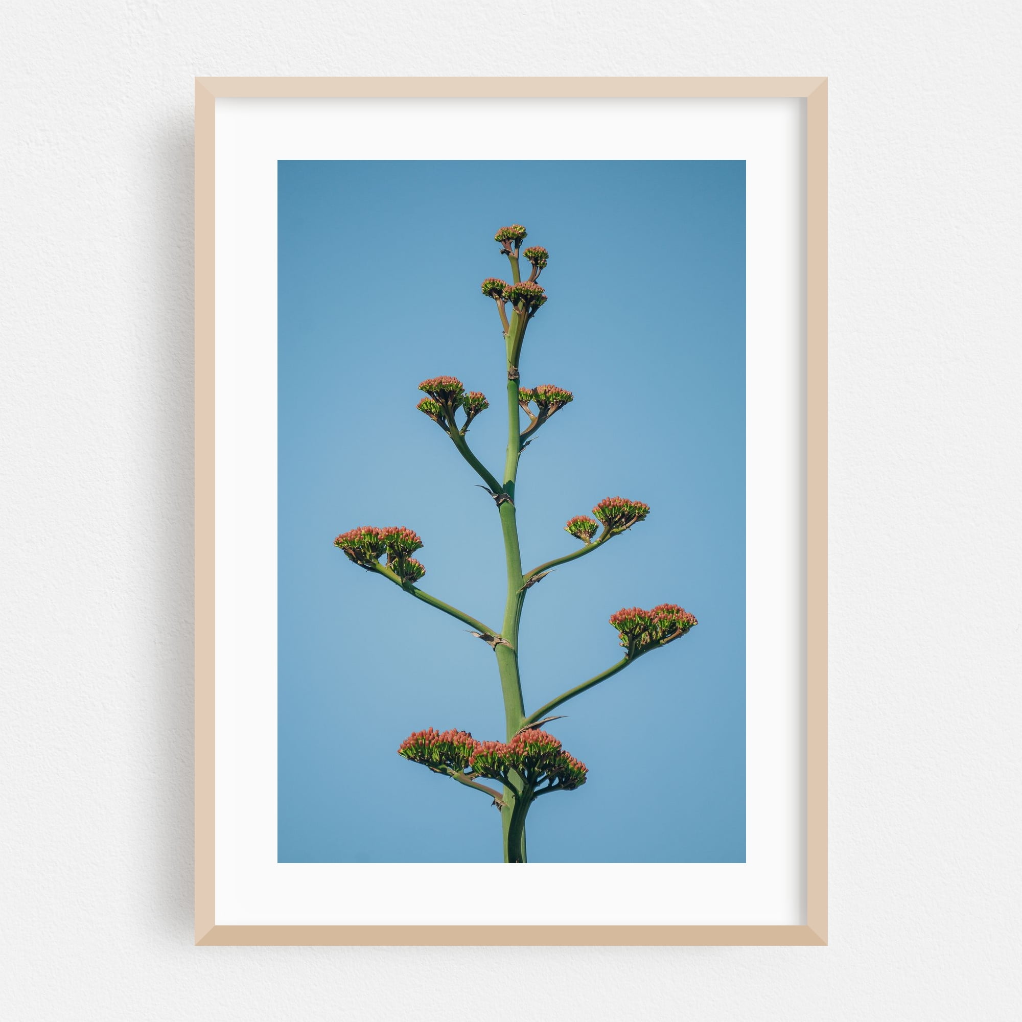 AGAVE STALK AGAINST THE SKY - Photography Botanical Minimalist Nature ...