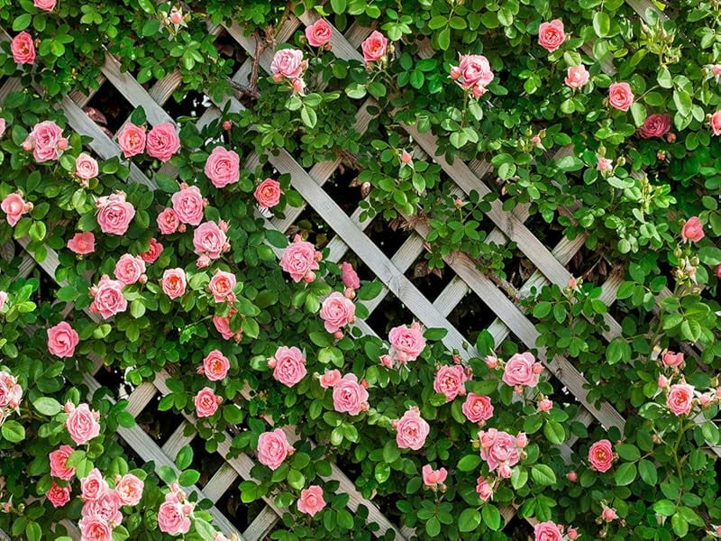 AIIKES 7x5FT Flowers Backdrop for Photography Spring Floral Photo ...