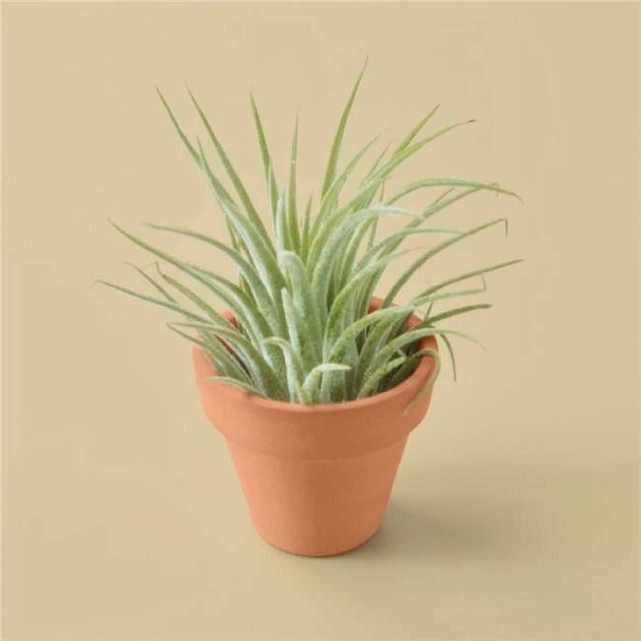 AIR-IONANTHA-POT-1PK Ionantha Guatemala Tillandsia Air Plant Pot with ...