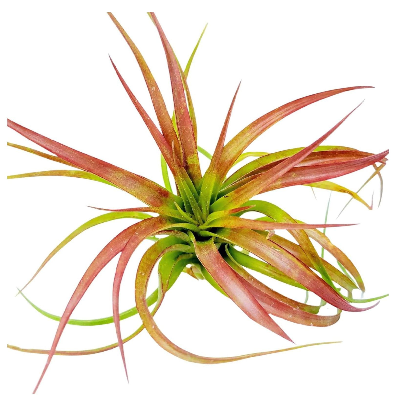 AIR Plants – BRACHYCAULOS MULTIFLORA – 5 Pack - air Purifying Flowering ...