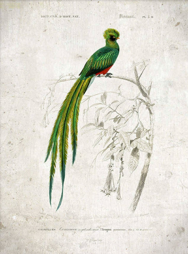 AKFOMEE Quetzal Bird 500 Pieces Jigsaw Puzzle Educational Games for ...