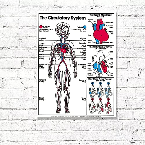 ALGRA The Circulatory System Poster 18" x 24" Laminated - Kids Anatomy ...