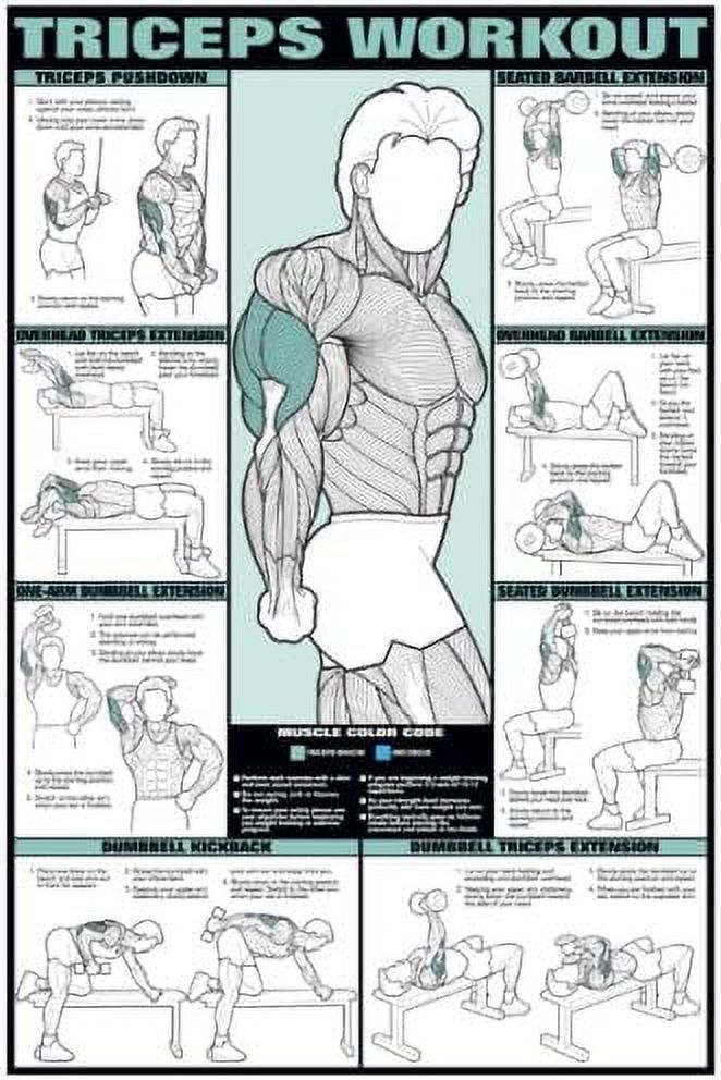 ALGRA Triceps Workout 24" X 36" Laminated Chart - Walmart.com