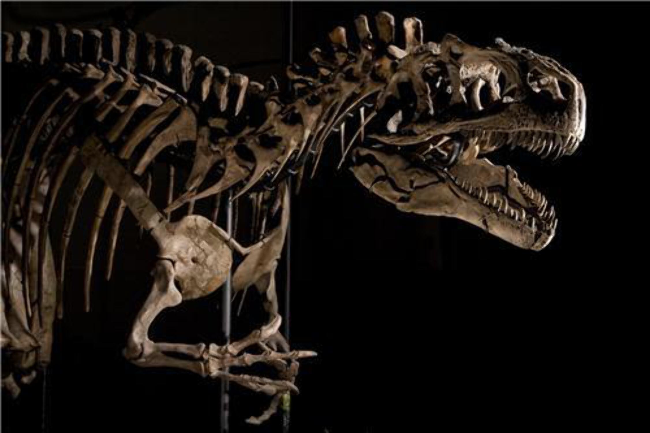 ALLOSAURUS BONES GLOSSY POSTER PICTURE PHOTO dinosaur park theropod ...