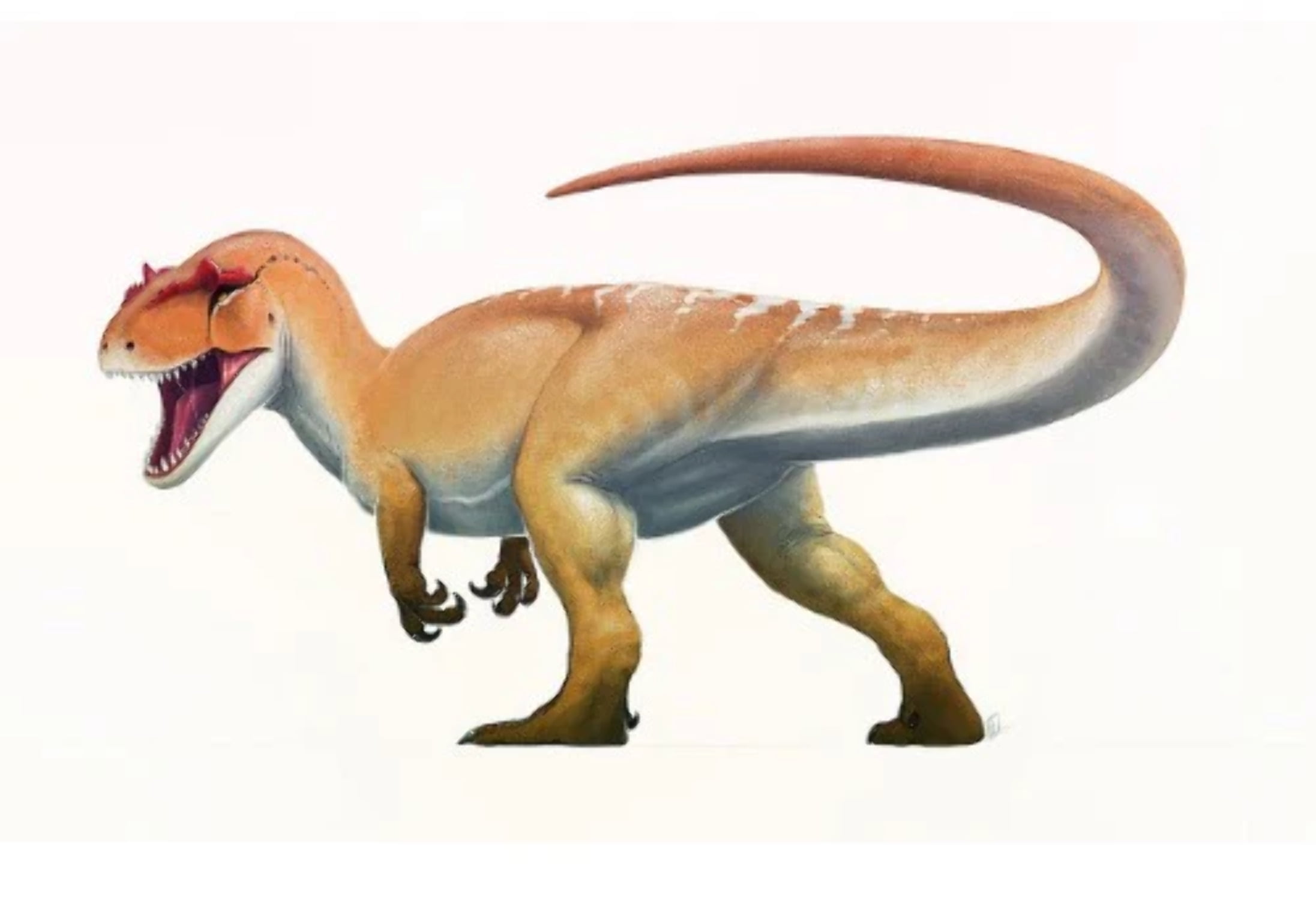 ALLOSAURUS DINOSAUR GLOSSY POSTER PICTURE BANNER PRINT PHOTO theropod ...