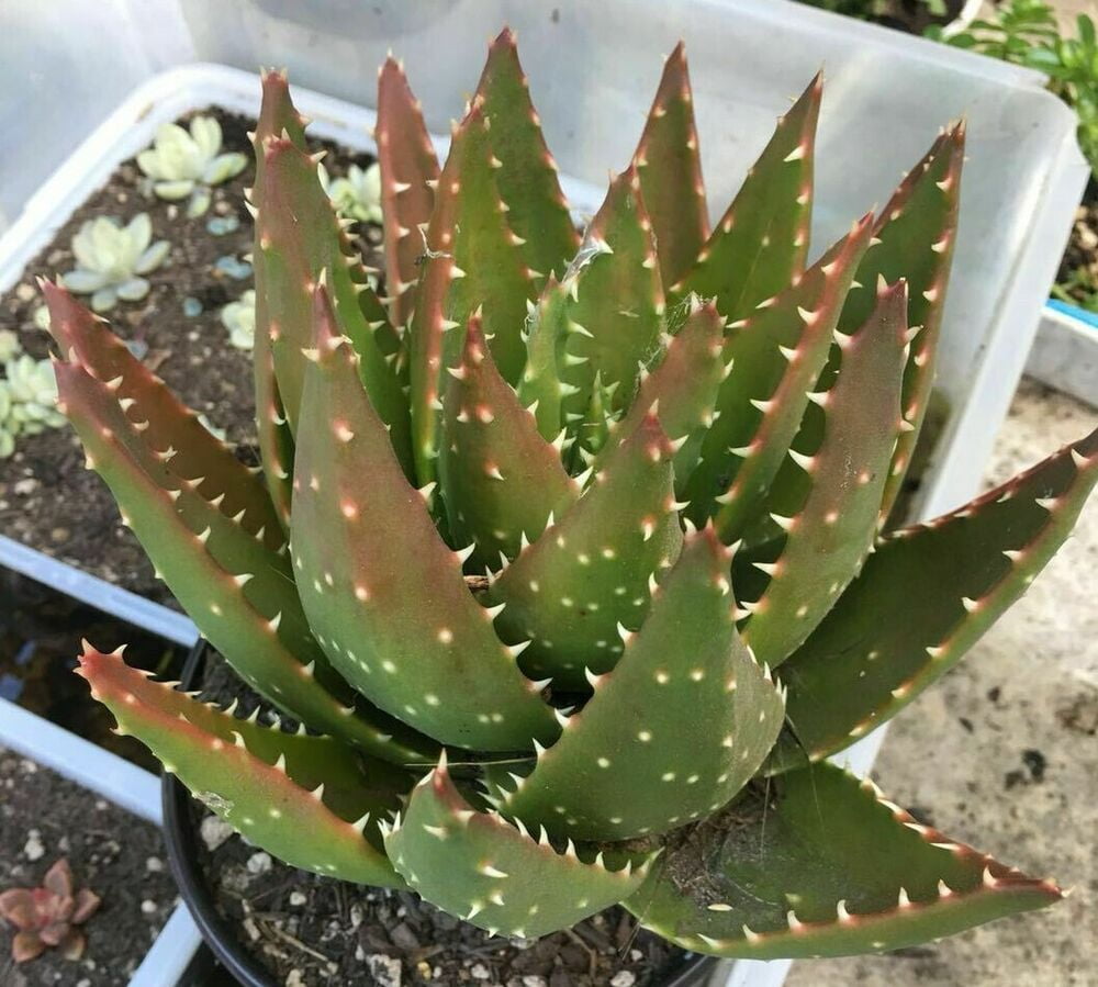 ALOE BREVIFOLIA Short Leaf Aloe Succulents Plant - Walmart.com