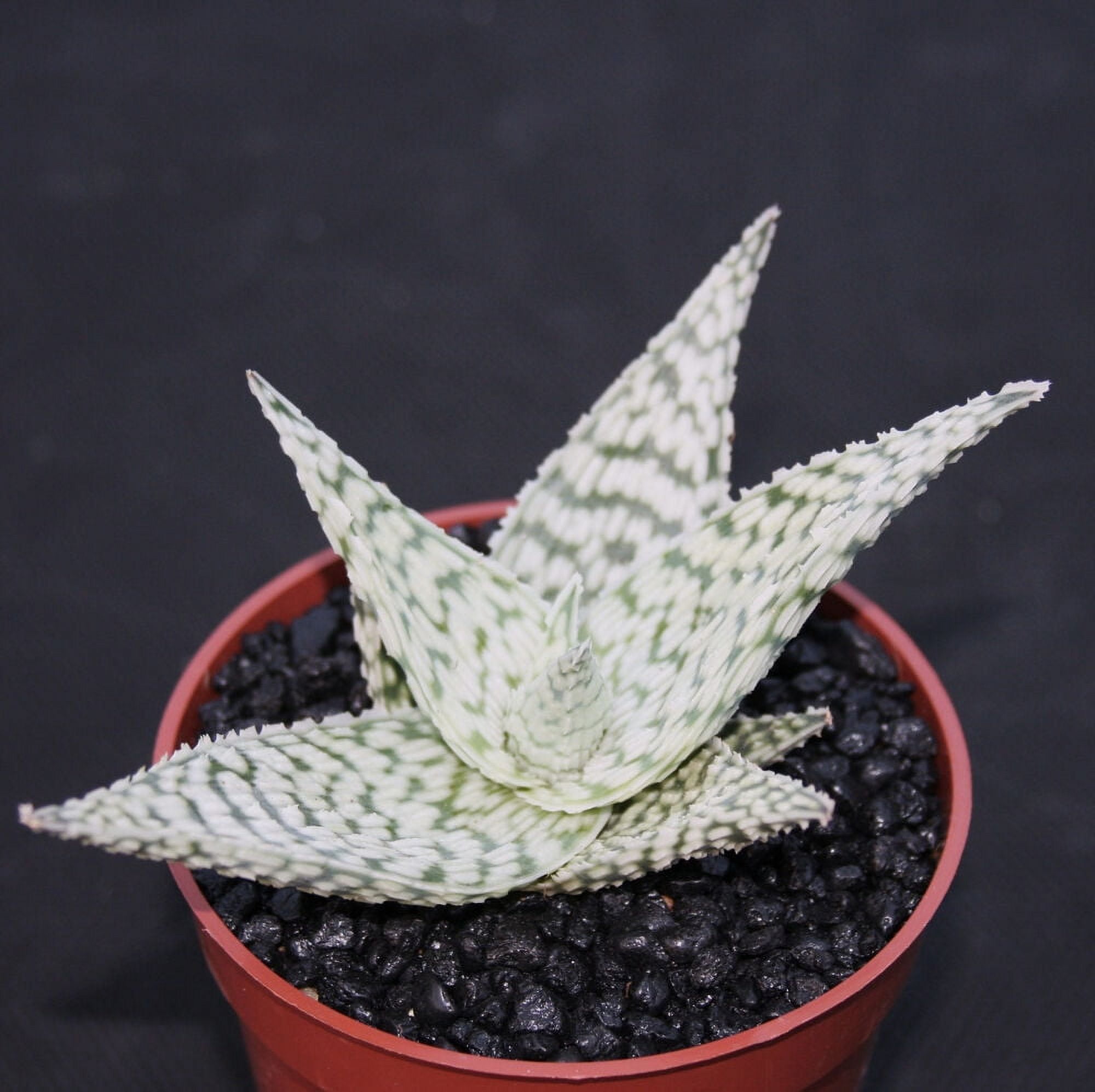 ALOE cv DELTA LIGHTS exotic hybrid rare white color succulent agave ...