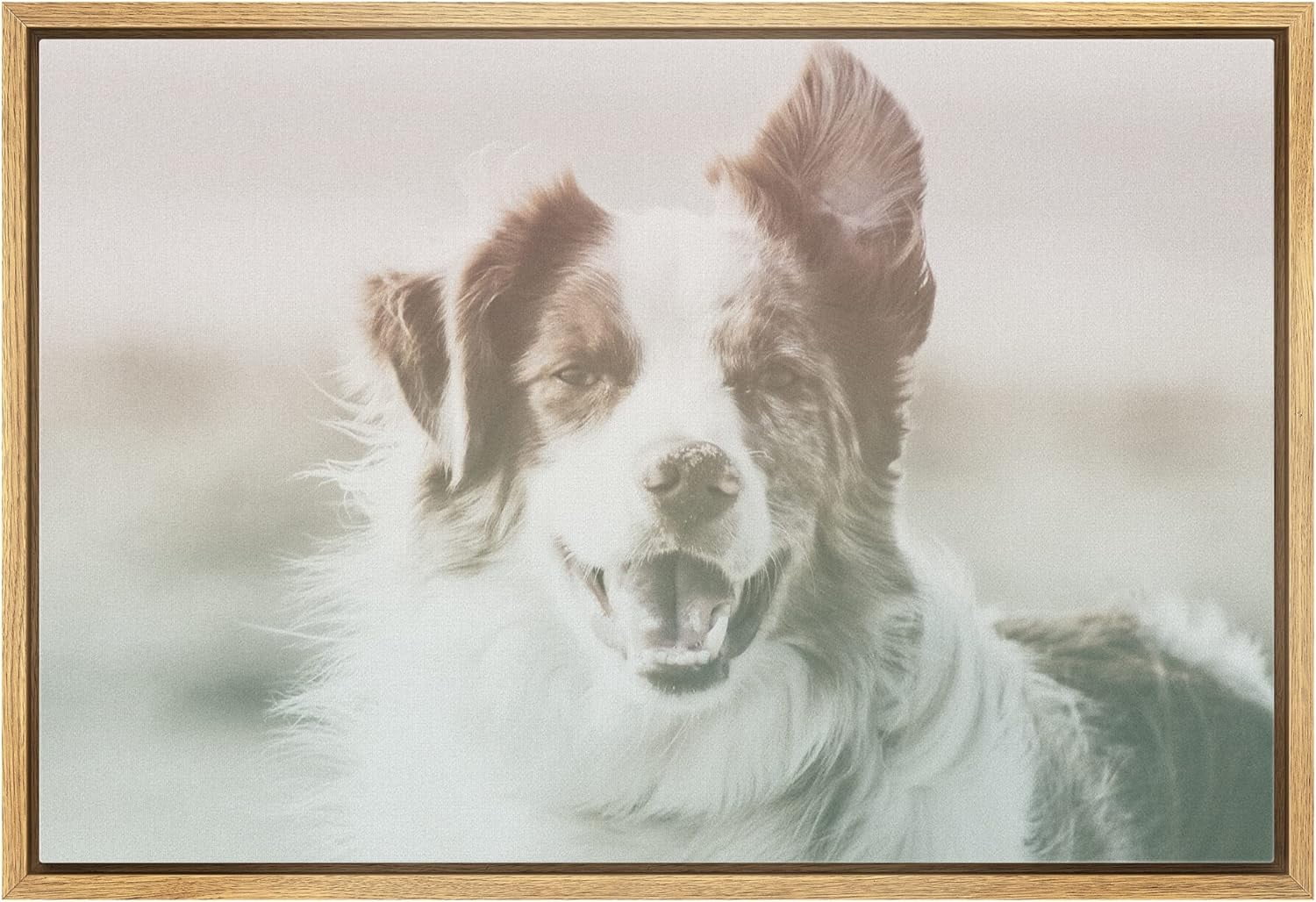 ALOUYA Canvas Print Wall Art Duotone Border Collie Dog Close Up Animals Wilderness Photography ...