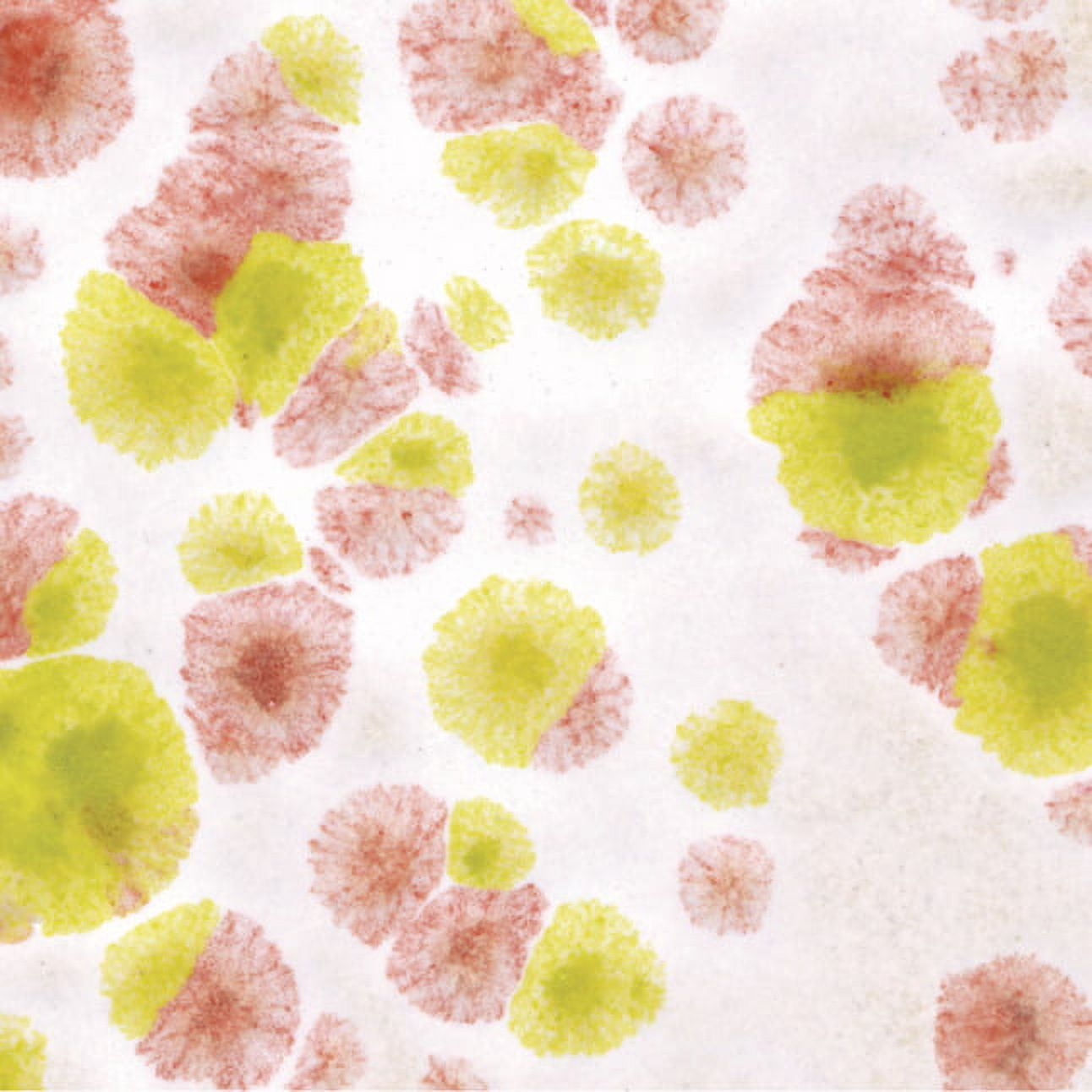 AMACO Crystaltex Glaze, Snap Dragon CTL-9, 1 Pint - Walmart.com