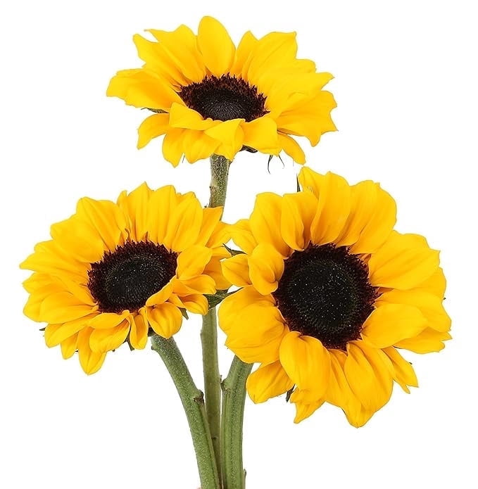 AMAZING KaBloom :100 Fresh Cut Sunflowers Farm-Fresh. - Walmart.com