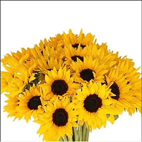 Fresh Cut Sunflowers and Sunflower Products for Every Occasion