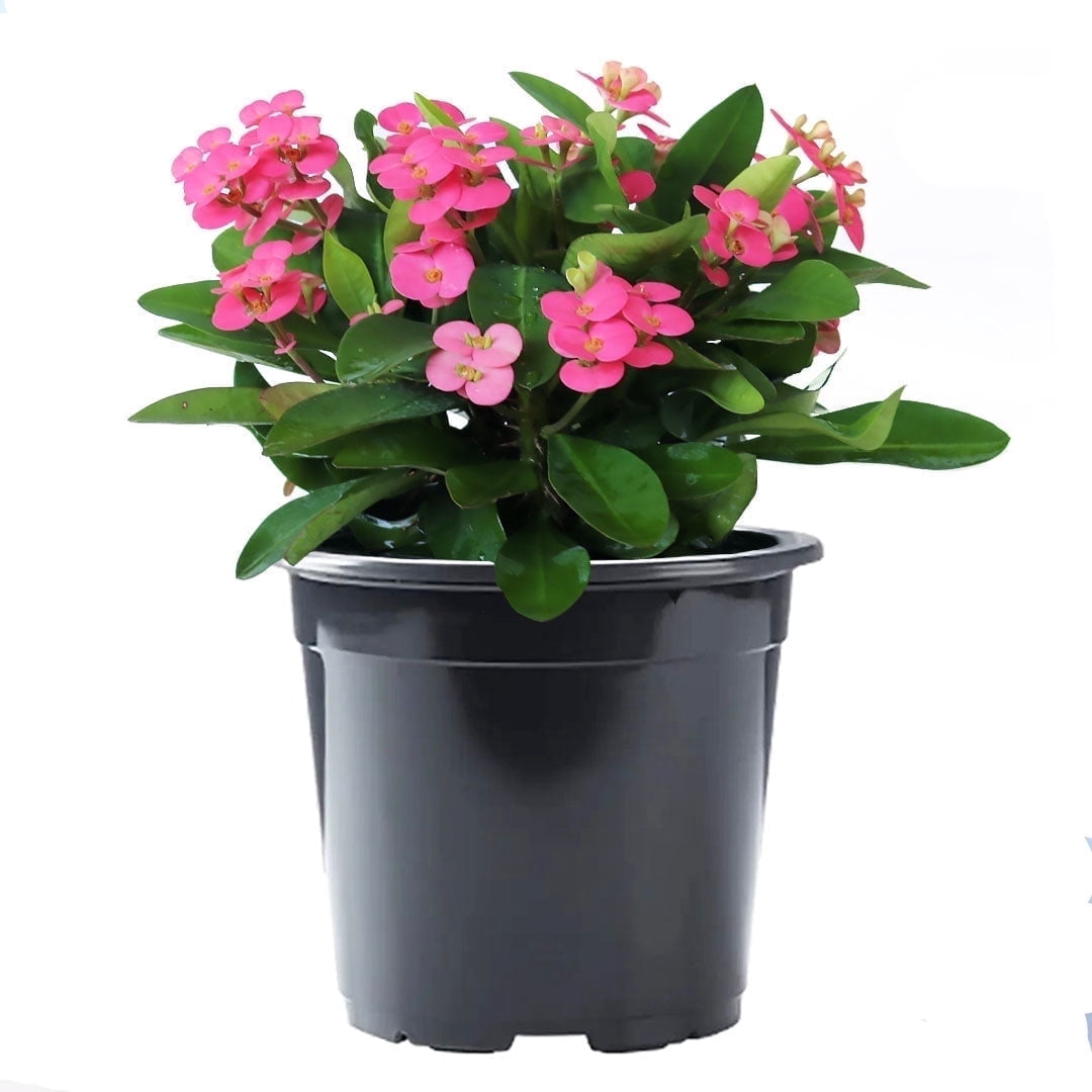 American Plant Exchange Crown of Thorns Sonoma, Pink Flowers Year Round ...