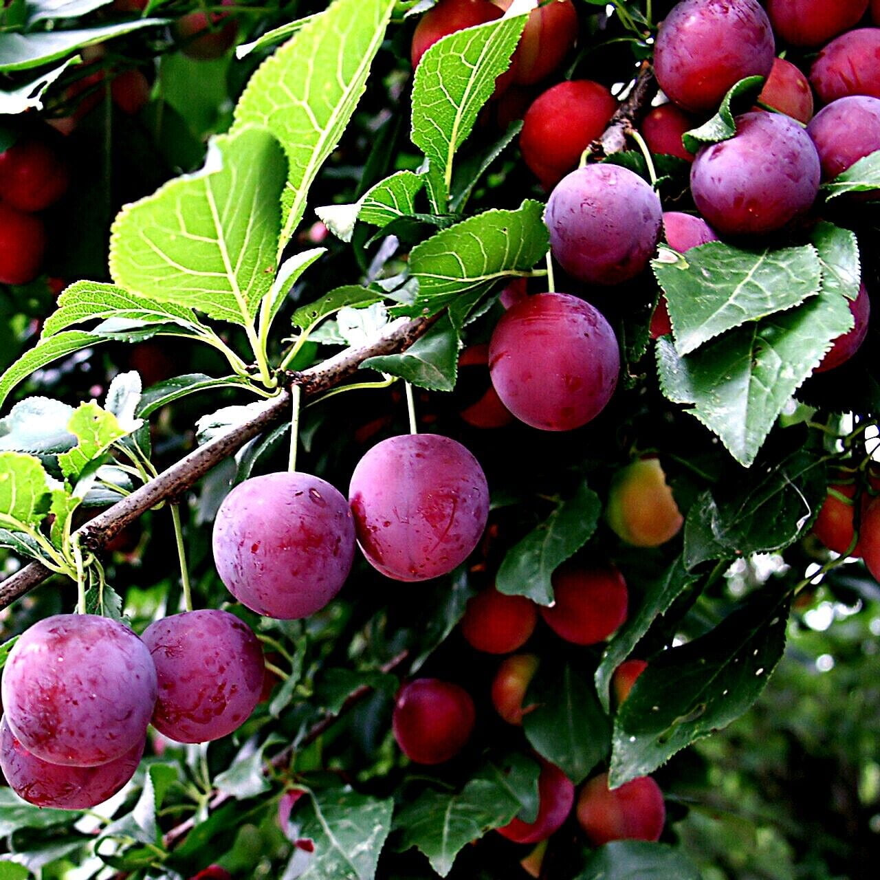 AMERICAN PLUM TREE SEEDS (Prunus americana) Fast Fruit Flower Plant ...