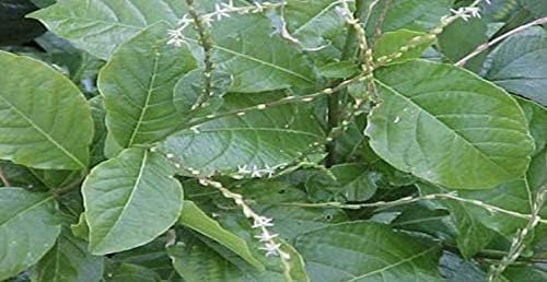 ANAMU Full Plant with Roots/PLANTA DE ANAMU CON Raiz - Walmart.com