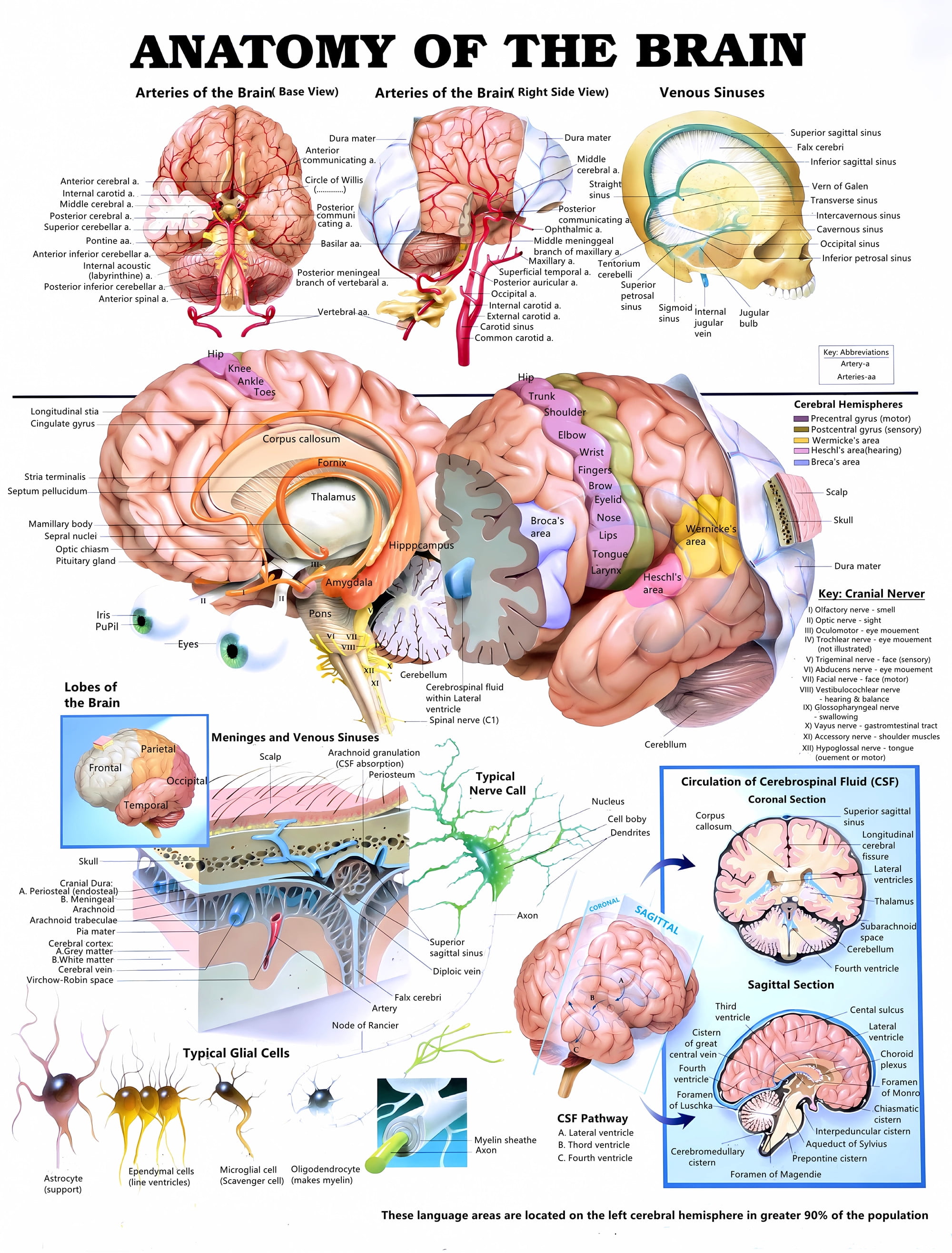 ANATOMY OF THE BRAIN Wall Chart Anatomy of the Human Body Posters & Prints Medical Teaching ...