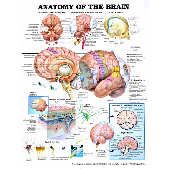 ANATOMY OF THE BRAIN Wall Chart Anatomy of the Human Body Posters ...