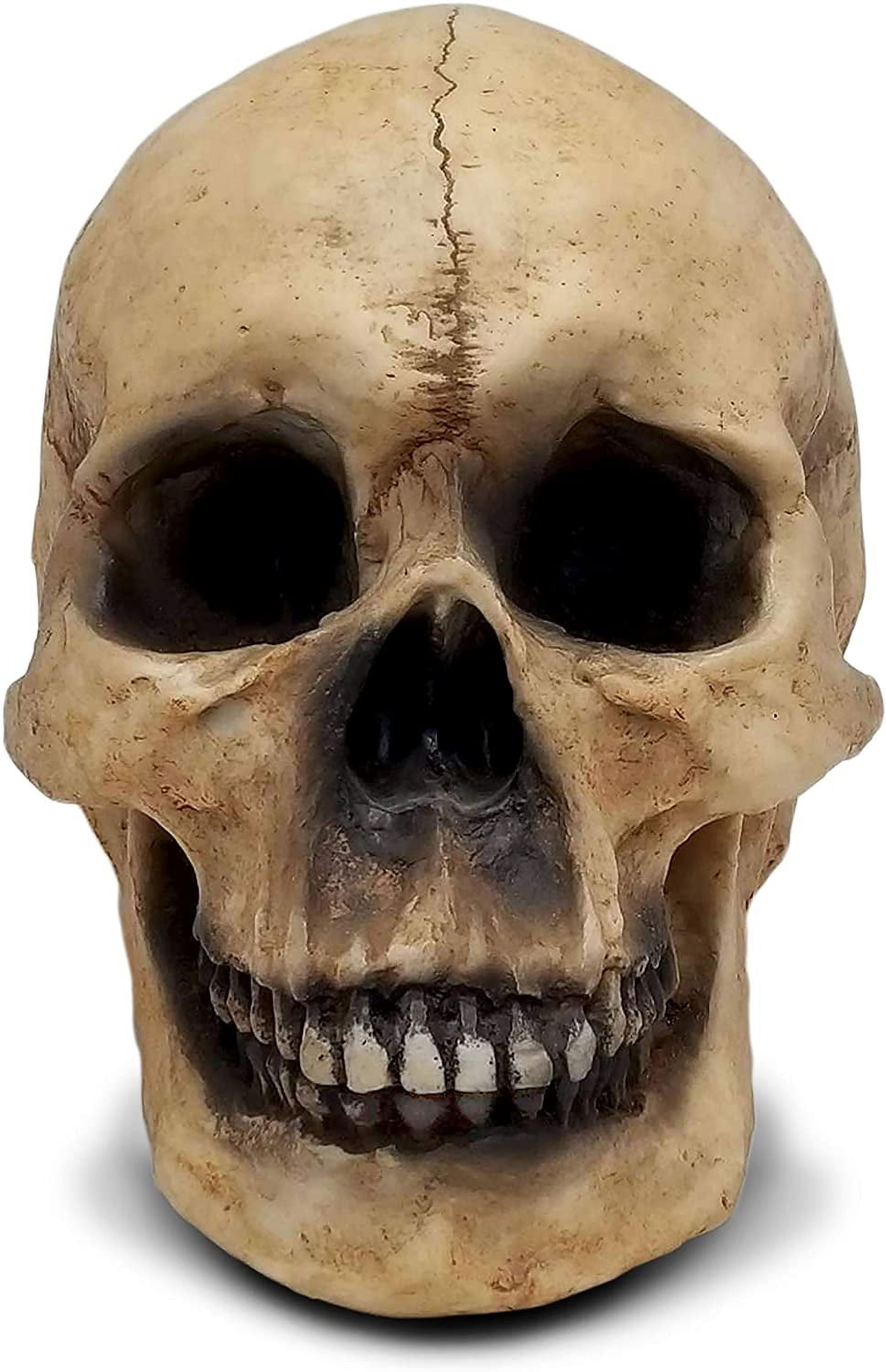 ANHXN Mortuis Actual Size Faux Human Skull Decor Halloween Decoration ...