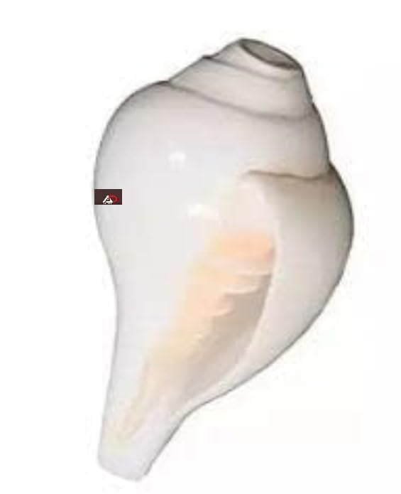 ANI DIVINE Big Vamavarti Blowing Shankh Sangu Vishnu Shankh for Puja ...